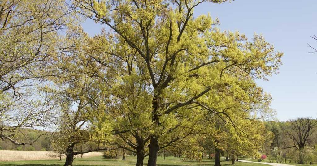 First Sunday Nature Hikes: Tales from the Trees | GoToLouisville.com ...