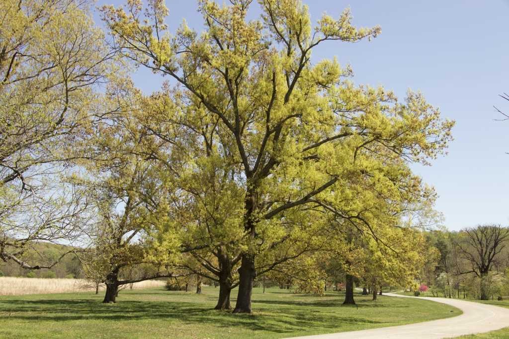 First Sunday Nature Hikes: Tales from the Trees | GoToLouisville.com ...