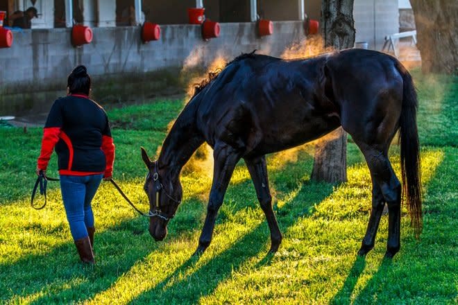 Barn & Backside Tour | GoToLouisville.com Official Travel Source